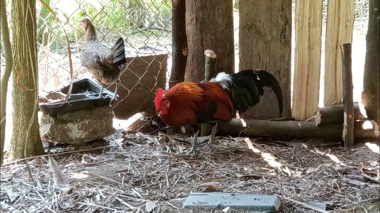 Poj qaib nteg qe kiag lawm - YouTube