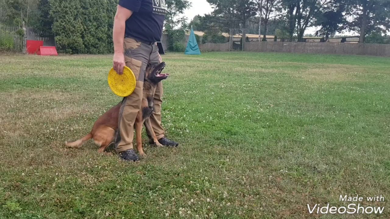 Malinois training - YouTube