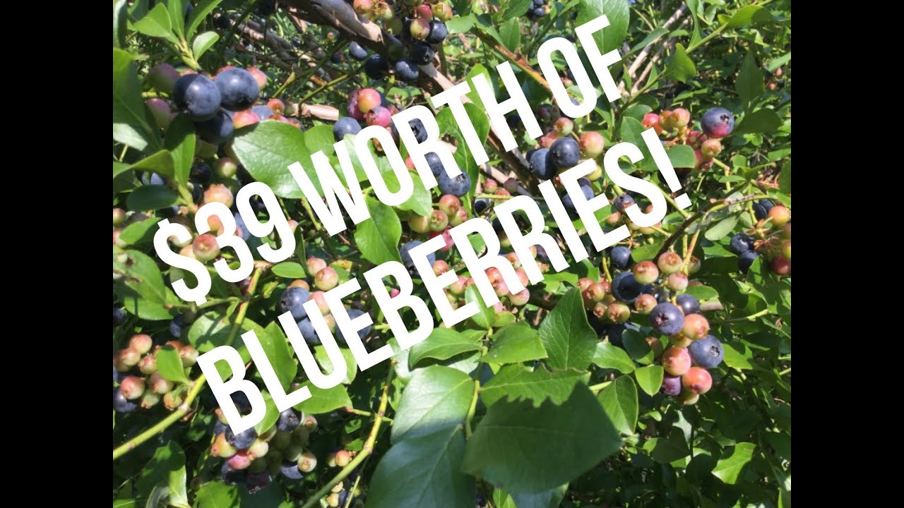 We picked 13 pounds of Blueberries! - YouTube