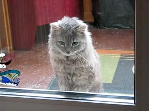 Simon's Cat - Let me In by my cat Kuzia - YouTube