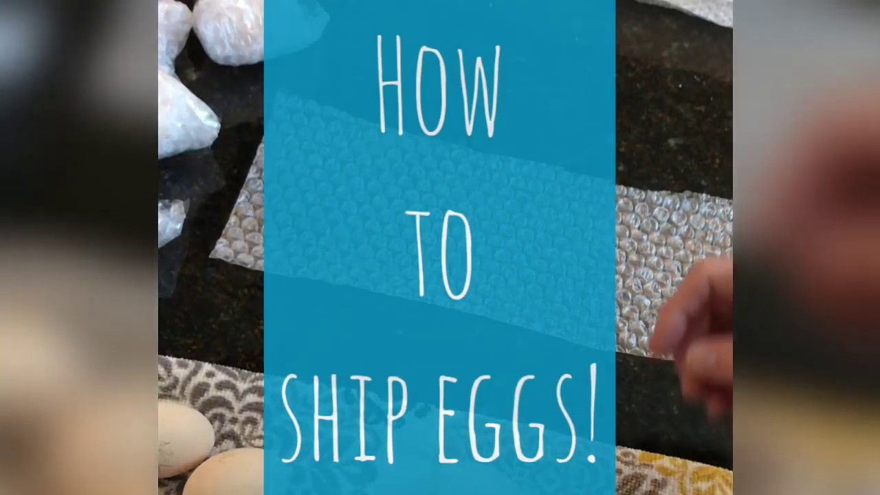 How to safely MAIL HATCHING EGGS! - YouTube