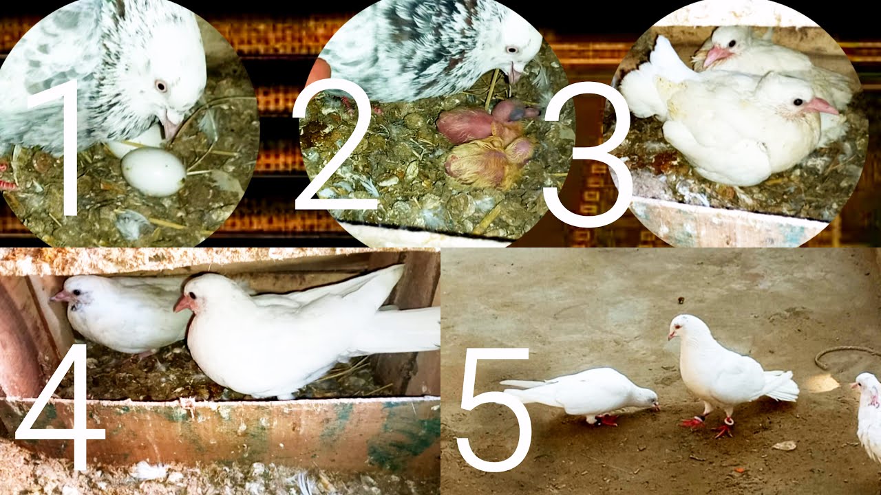 Baby Pigeons Growing | Four Weeks Day by Day - YouTube