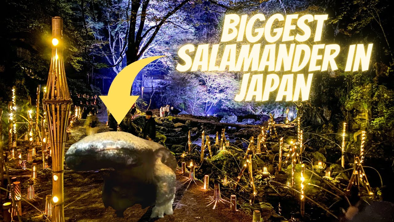 AOYAMA WIND FARM | AKAME 48 ILLUMINATING FALLS| BIGGEST SALAMANDER IN ...