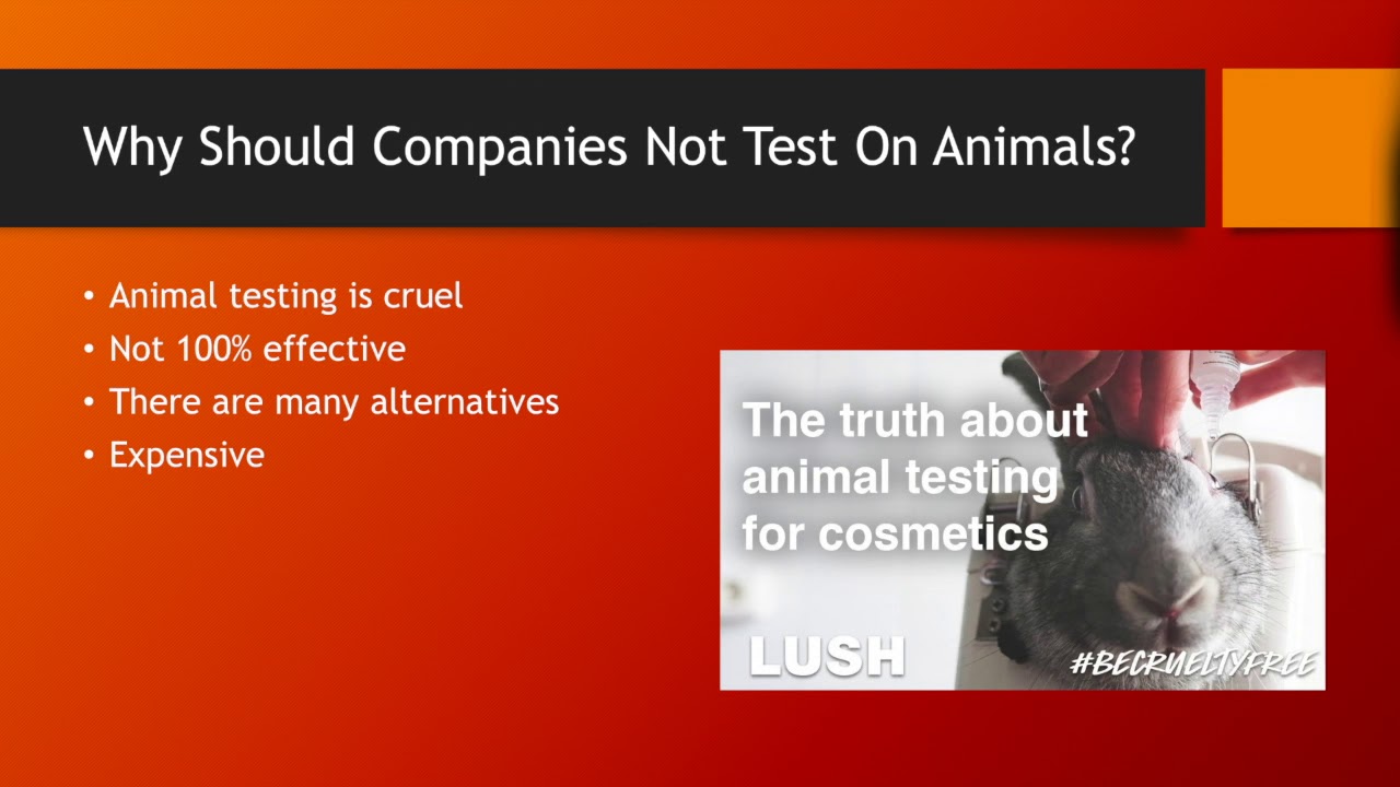Animal Testing Project - YouTube
