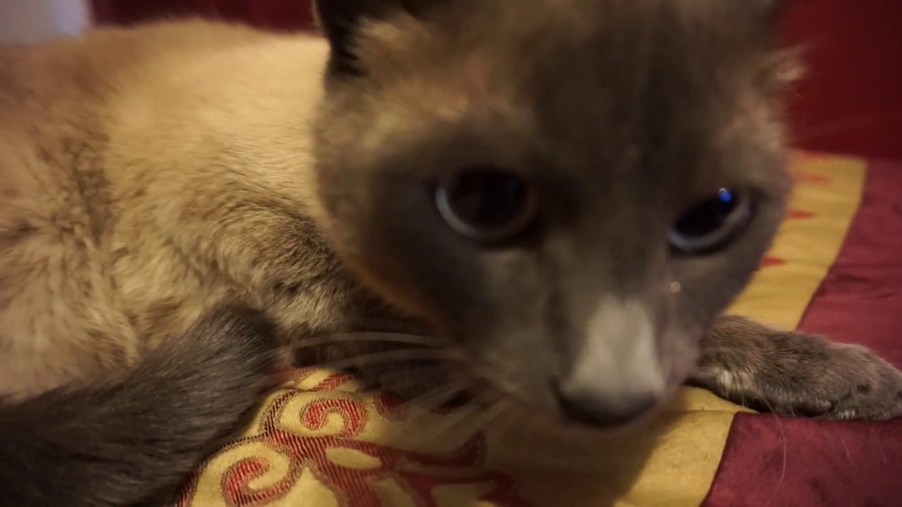 Jade the cat - YouTube