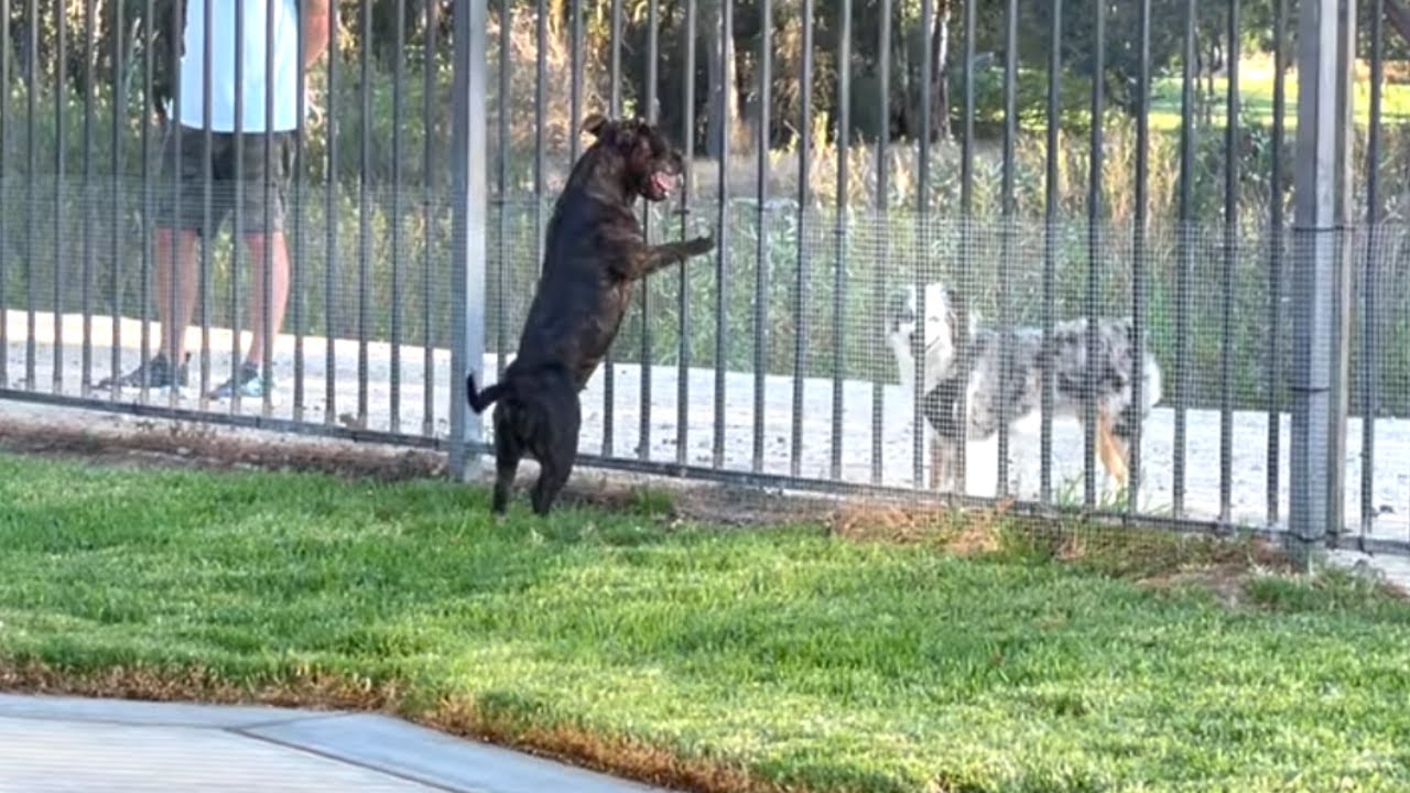 Happy Dog Teaches Shy Dog How To Play YouTube happy-dog-teaches-shy-dog-how-to-play-youtube
