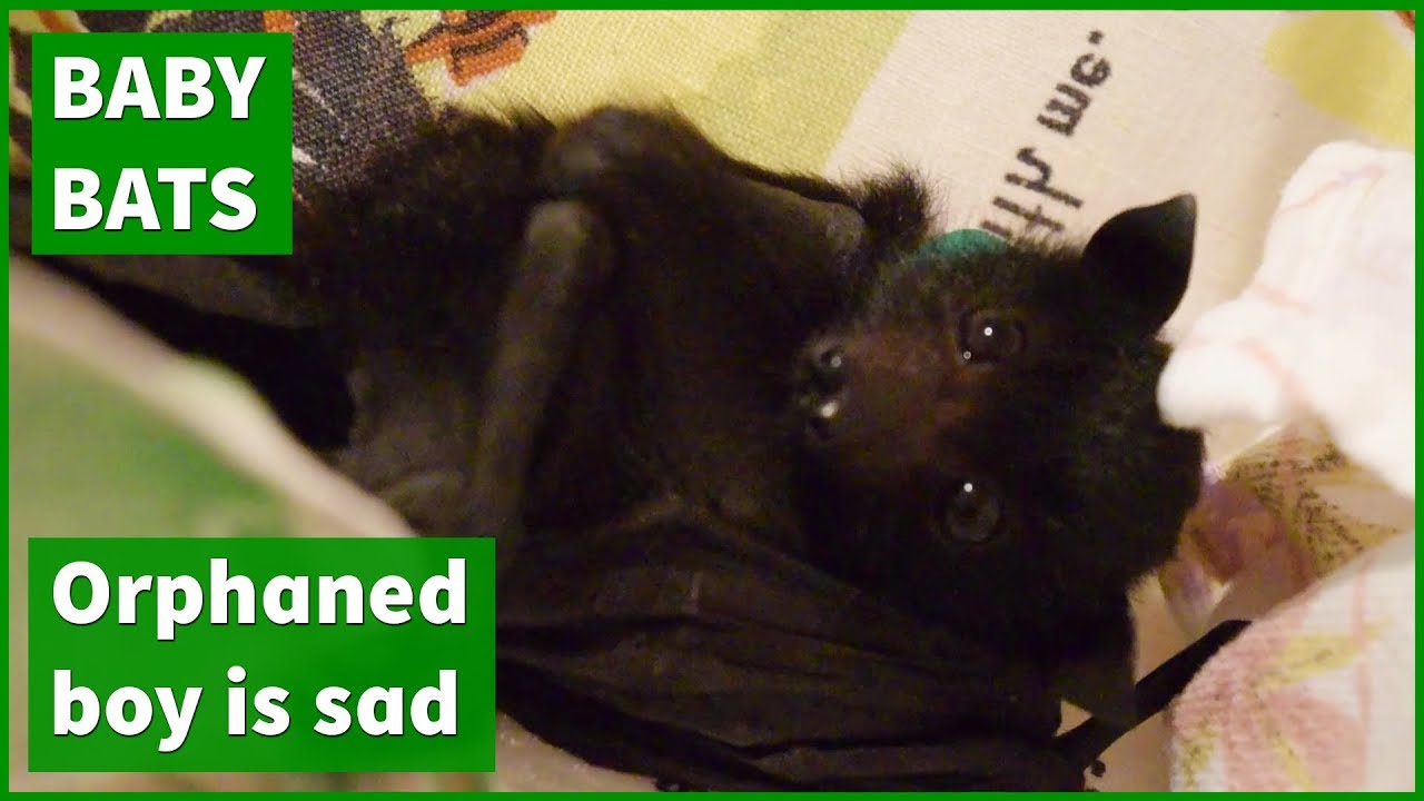 Orphaned baby bat is sad - Bruce on Day 4 - YouTube