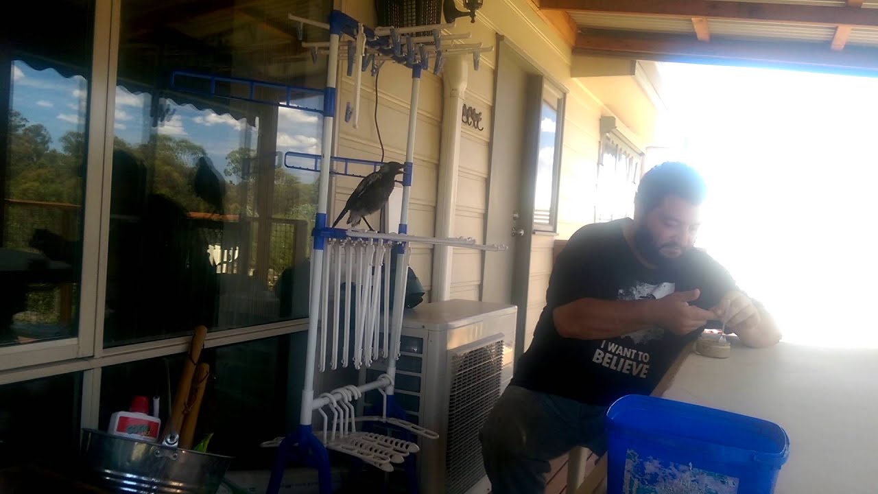 What to feed and How to Hand feeding baby magpie bird - YouTube