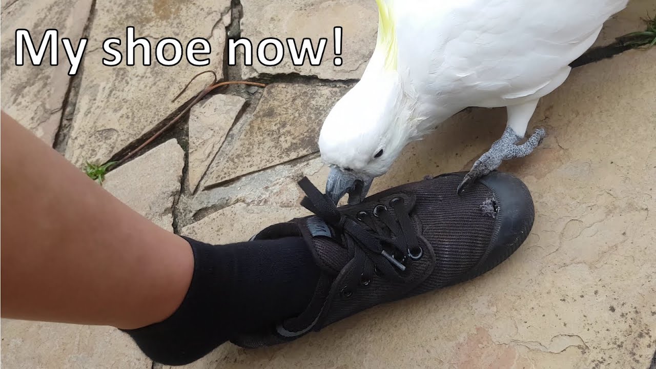 Bitey cockatoo steals my shoe right off my foot! (sound on) - YouTube