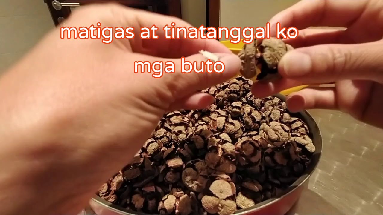 Bunga ng Pine tree - YouTube