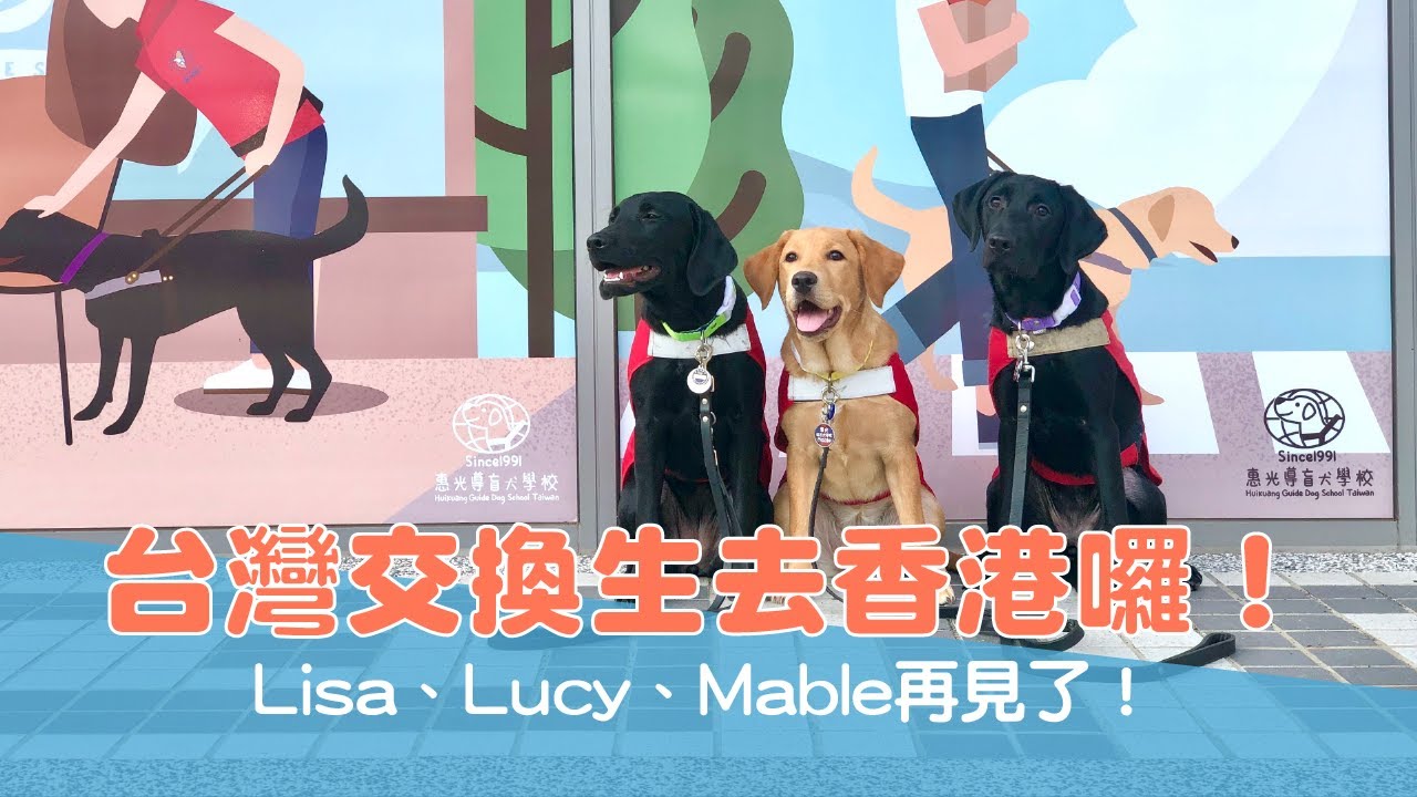 【導盲犬日常 Ep.41】台灣交換生去香港囉！ Lisa、Lucy、Mable再見了！ - YouTube