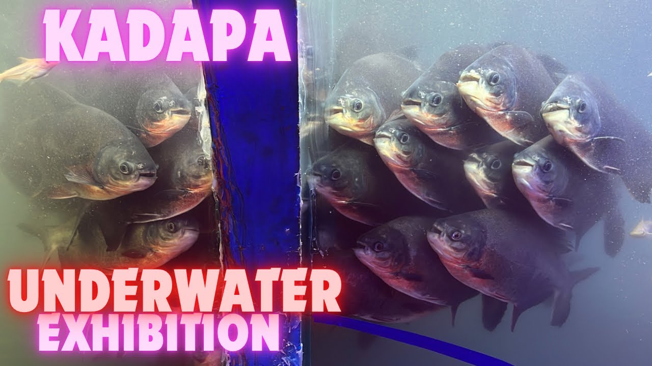 Kadapa UNDERWATER FISH🐟 exhibition || #kadapavlogs #kadapa # ...