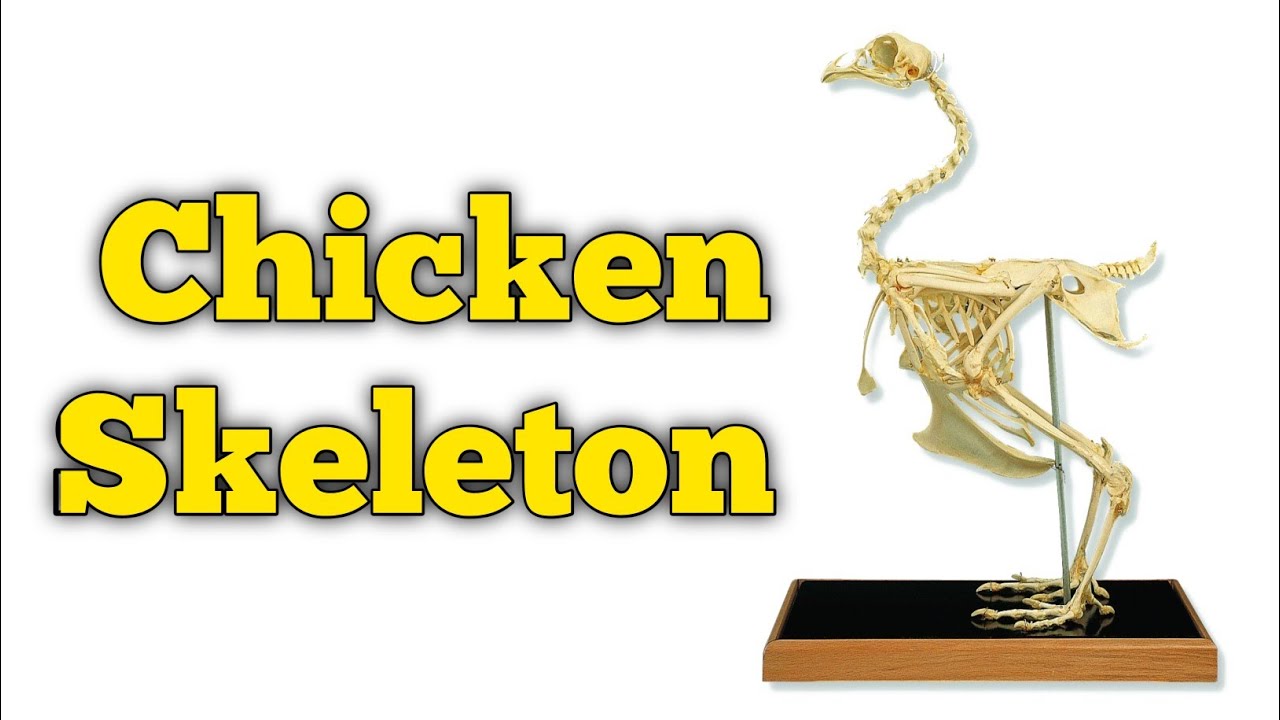 Chicken Skeleton | Skeleton | World of Poultry - YouTube
