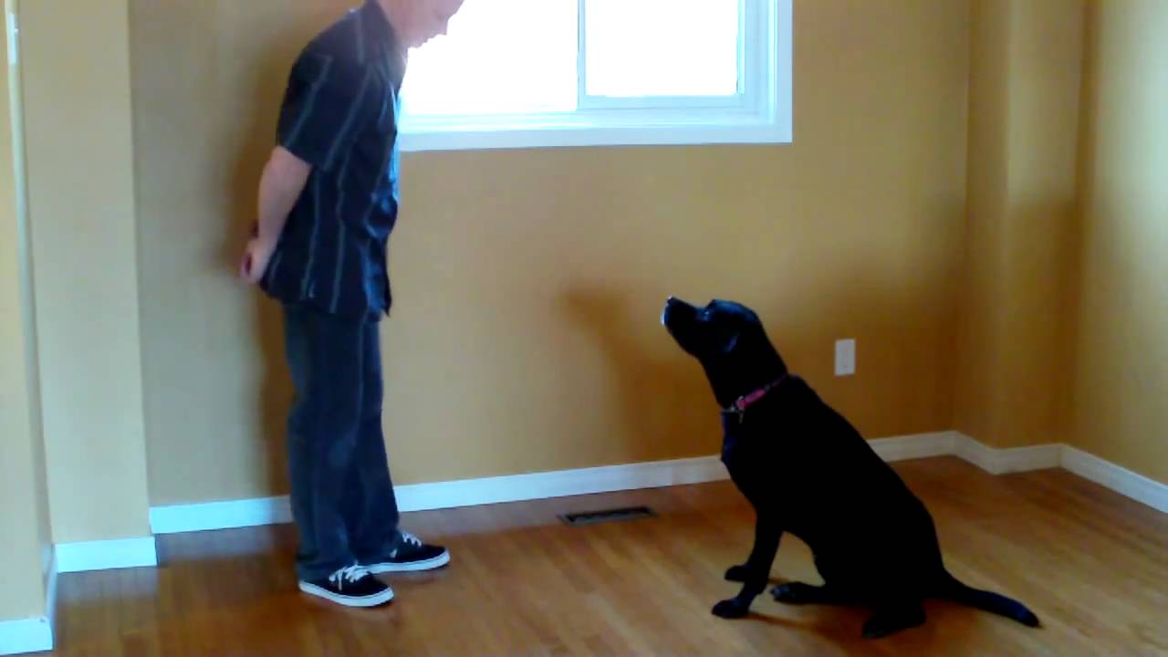 Keerah performing some Obedience Training. - YouTube