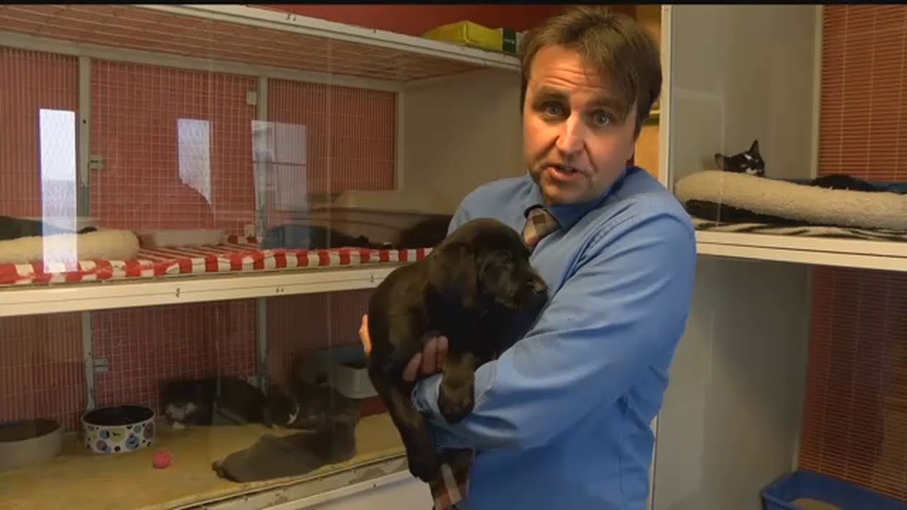 Dillon animal shelter needs donations and adoptions due to overcrowding ...