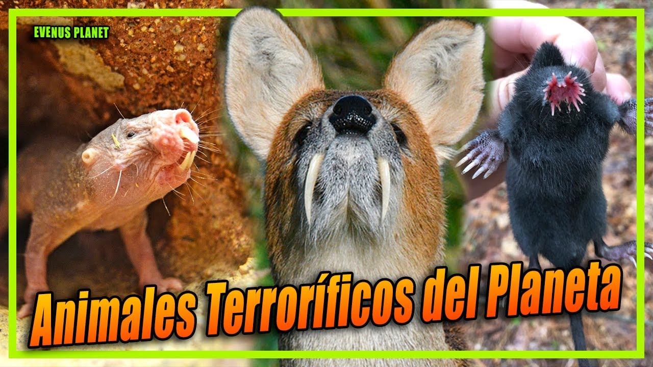 Animales Terroríficos del Planeta - Animales Tenebrosos Ep.24 - YouTube