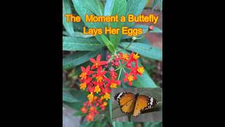 The Moment a Butterfly Lays Her Eggs