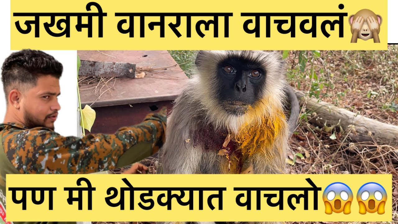 monkey rescue operation मी तोढक्यात वाचलो 😱😳😱 बघा कसं केलं रेसक्यू ...
