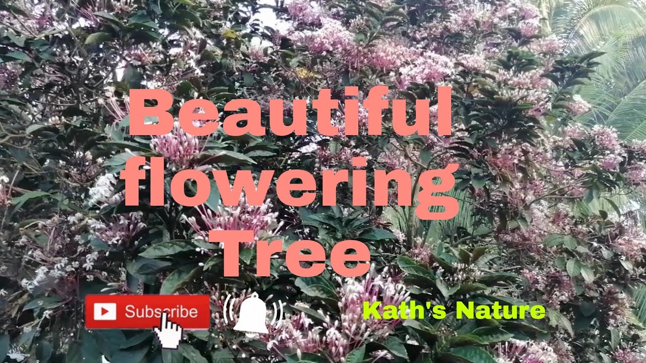 SOBRANG GANDA, HITIK SA BULAKLAK/What tree is this? BEAUTIFUL BLOOMING ...