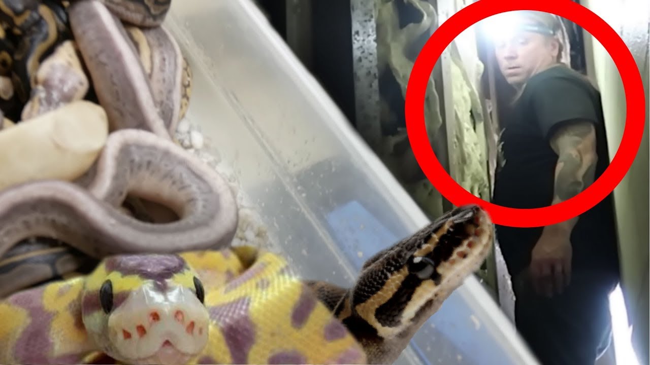 BABY SNAKES AND HARDEST TASK FOR REPTILE ZOO BUILD!! | BRIAN BARCZYK ...