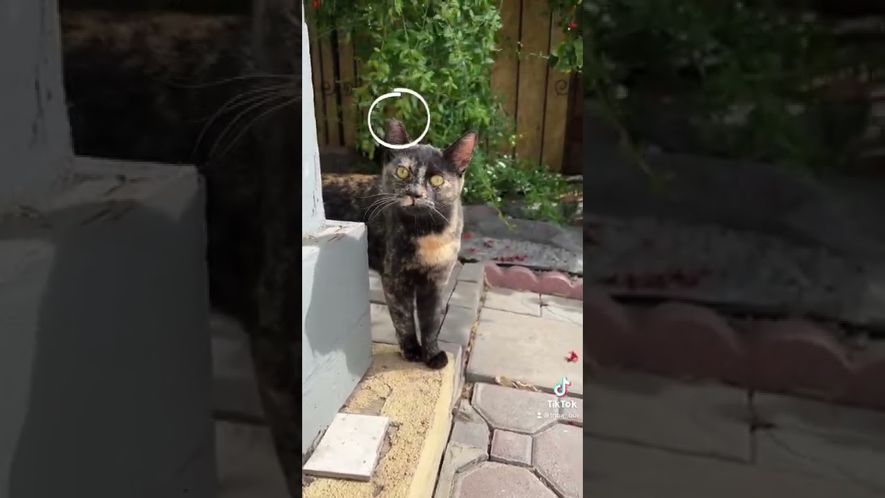 What to do if you find an Ear Tipped Cat - YouTube