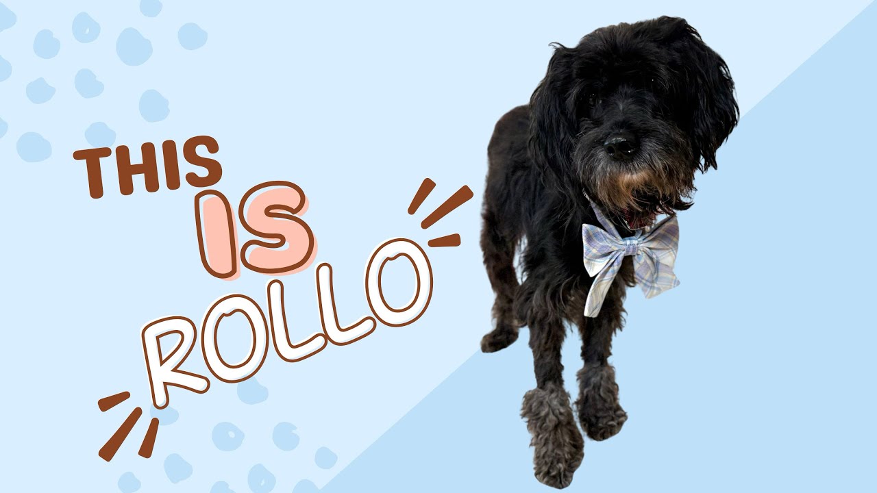 Gentle Rollo Is Looking for a Cozy Home! - YouTube
