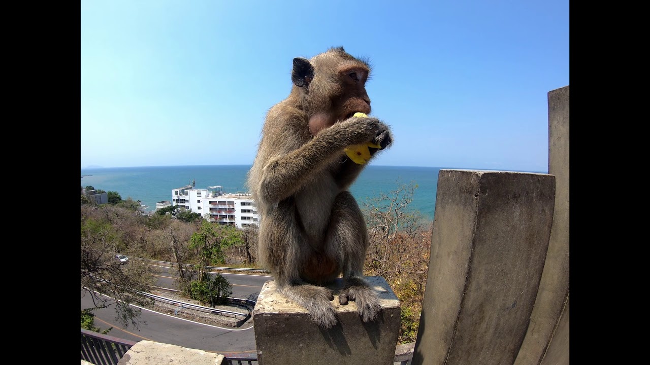 Khao Sam Muk Thailand - Monkey Mountain - YouTube