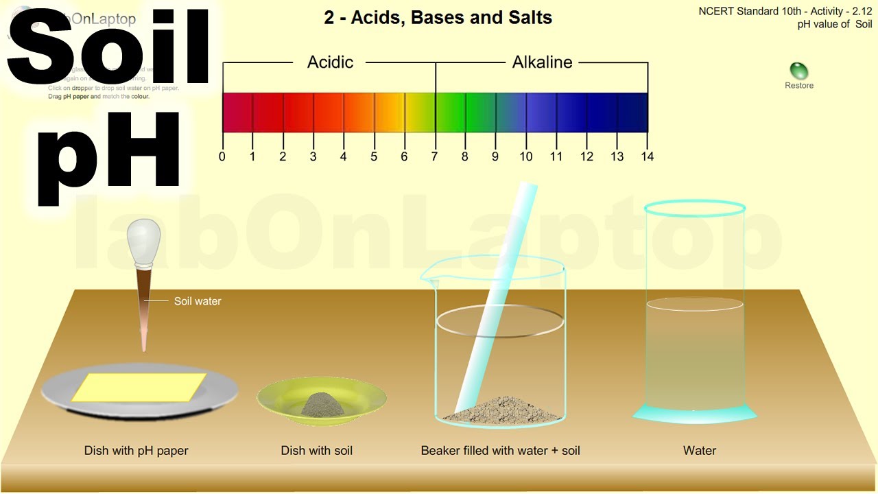 NCERT Class 10th Activity 2.12 | Acids, Bases And Salts | pH Value Of ...