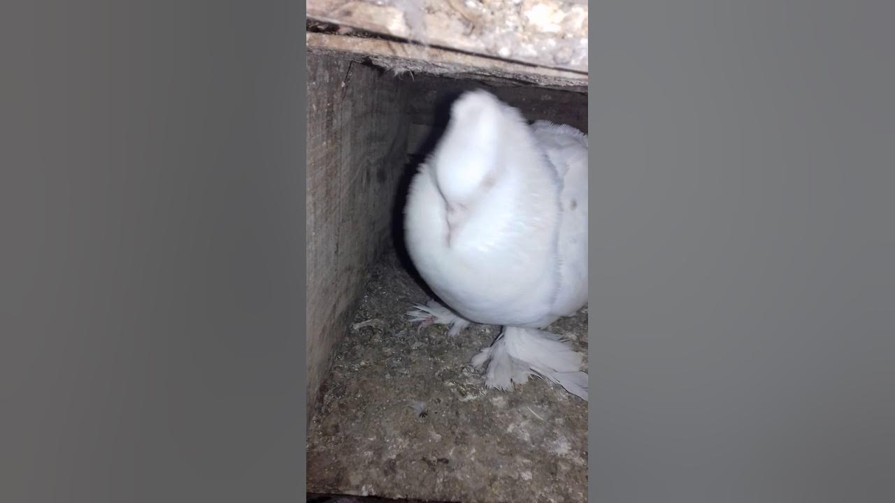 Yahoo pigeons 9596173307 9149724477kulgam - YouTube