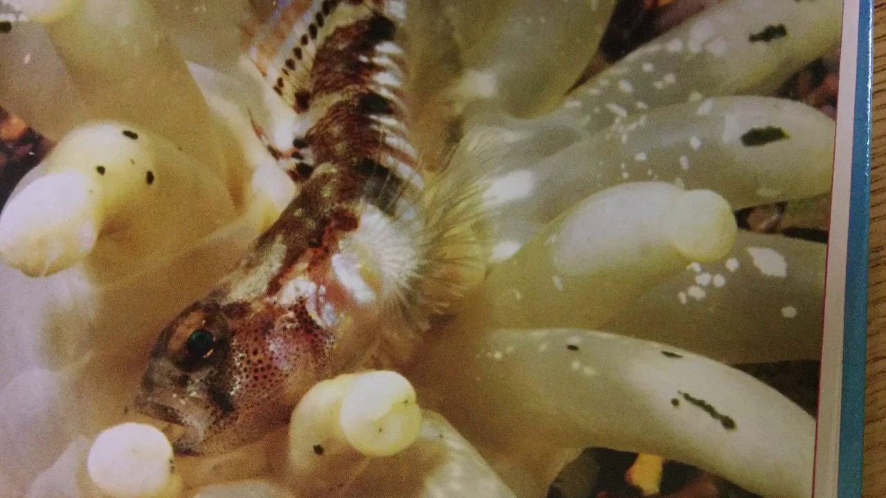 The Poisonous Sea Anemones - YouTube