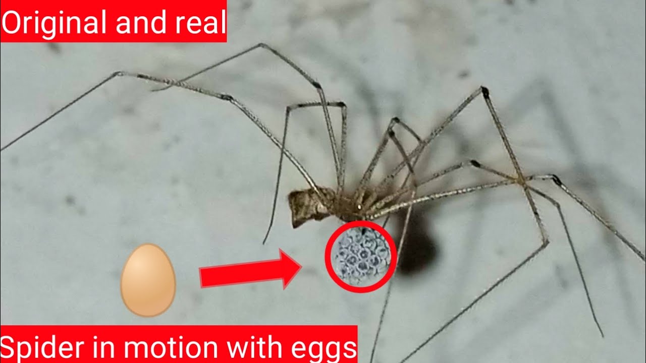 House spider long legs with eggs in motion - YouTube