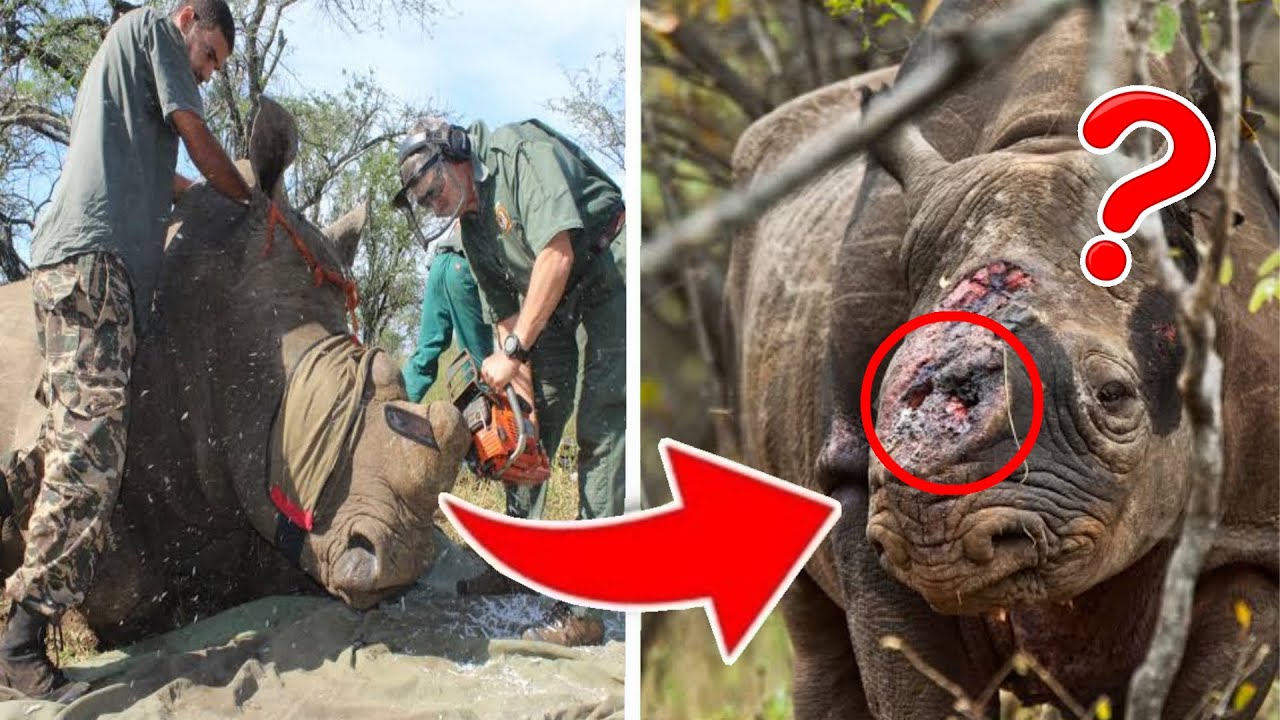 This Is Why People Began to Remove the Rhino Horns - YouTube
