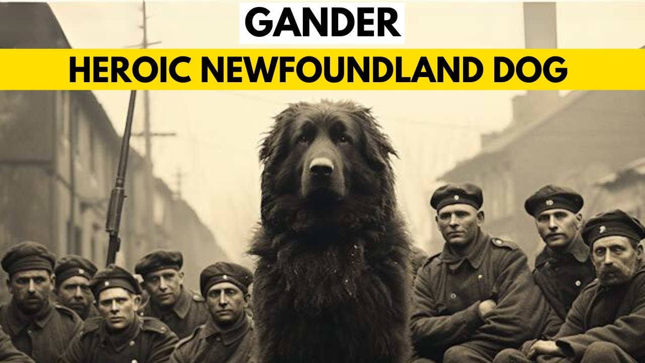 Gander: The Heroic Newfoundland Dog Who Saved Canadian Soldiers in ...