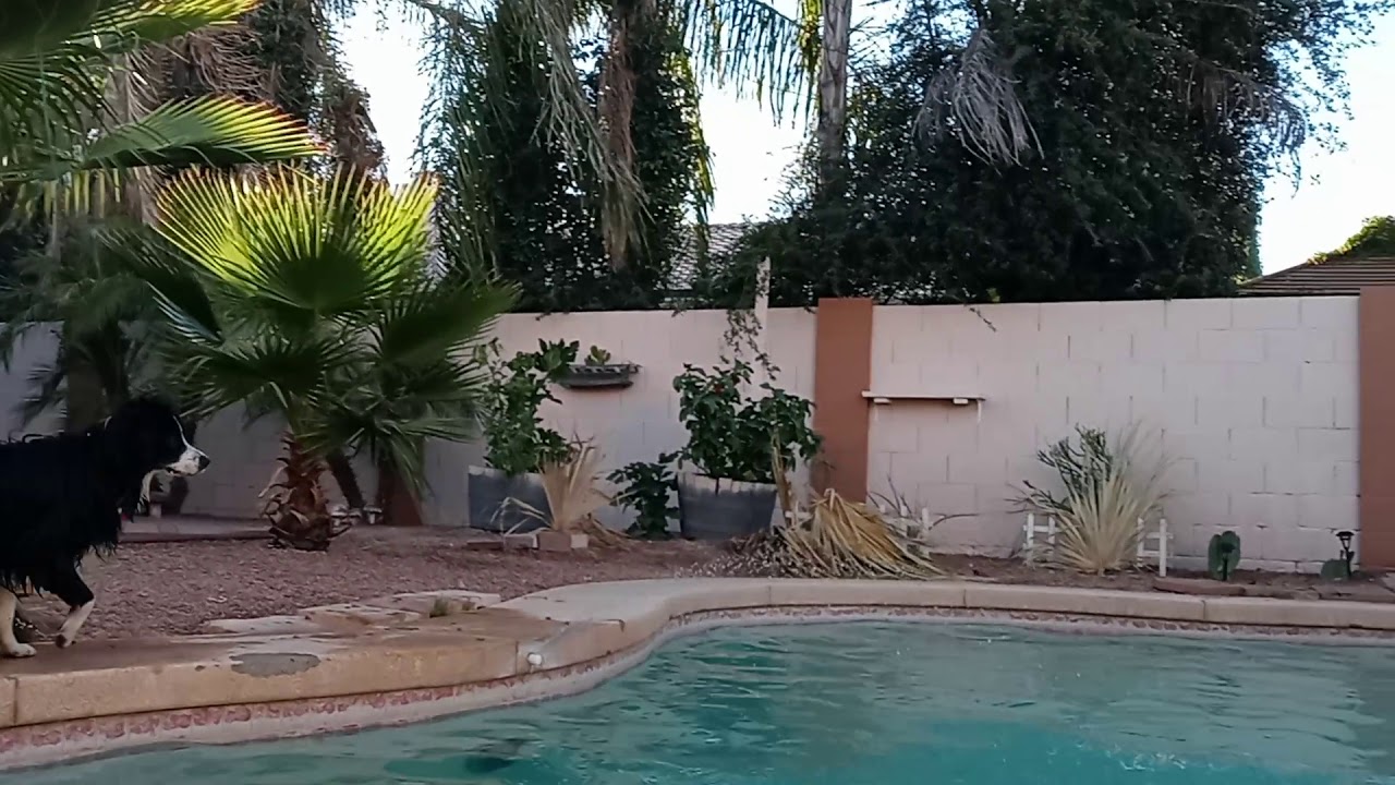 REX the Australian Shepherd pool jump puppy - YouTube