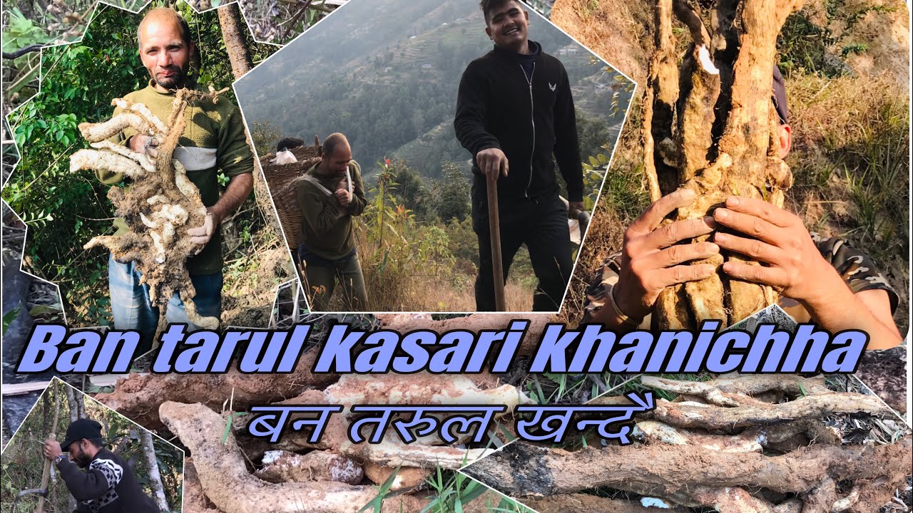Ban Tarul Kasari Khanincha || बन तरुल खन्दै || वन तरुल village nepal ...