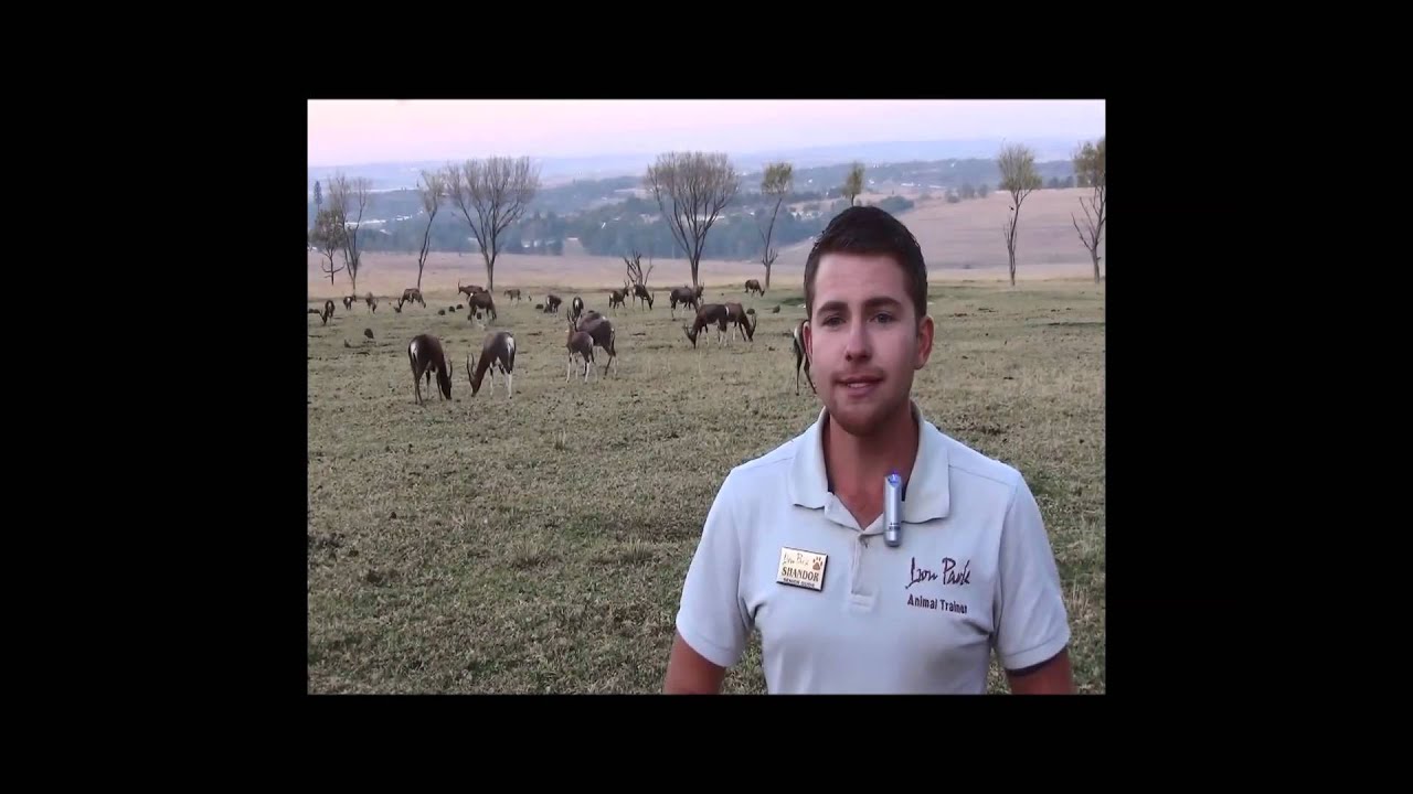 Lion Park Johannesburg - Interview with Shandor Larenty - YouTube