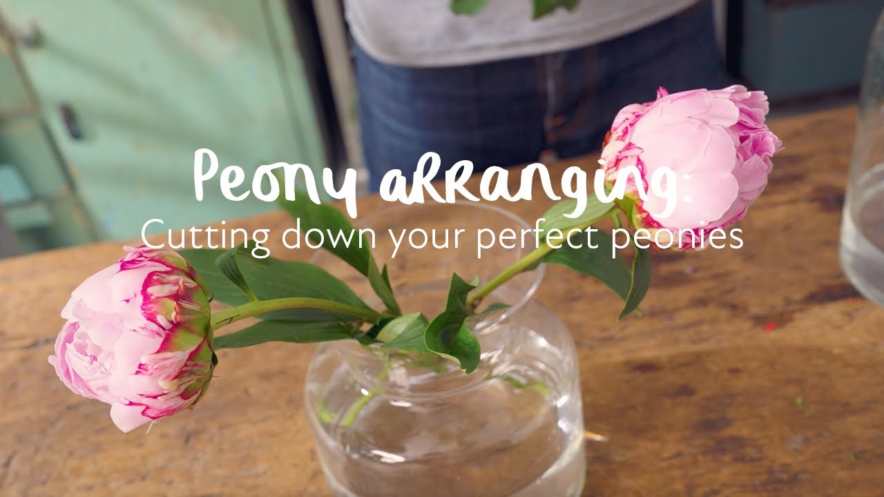 Peony arranging: Cutting down your perfect peonies - YouTube