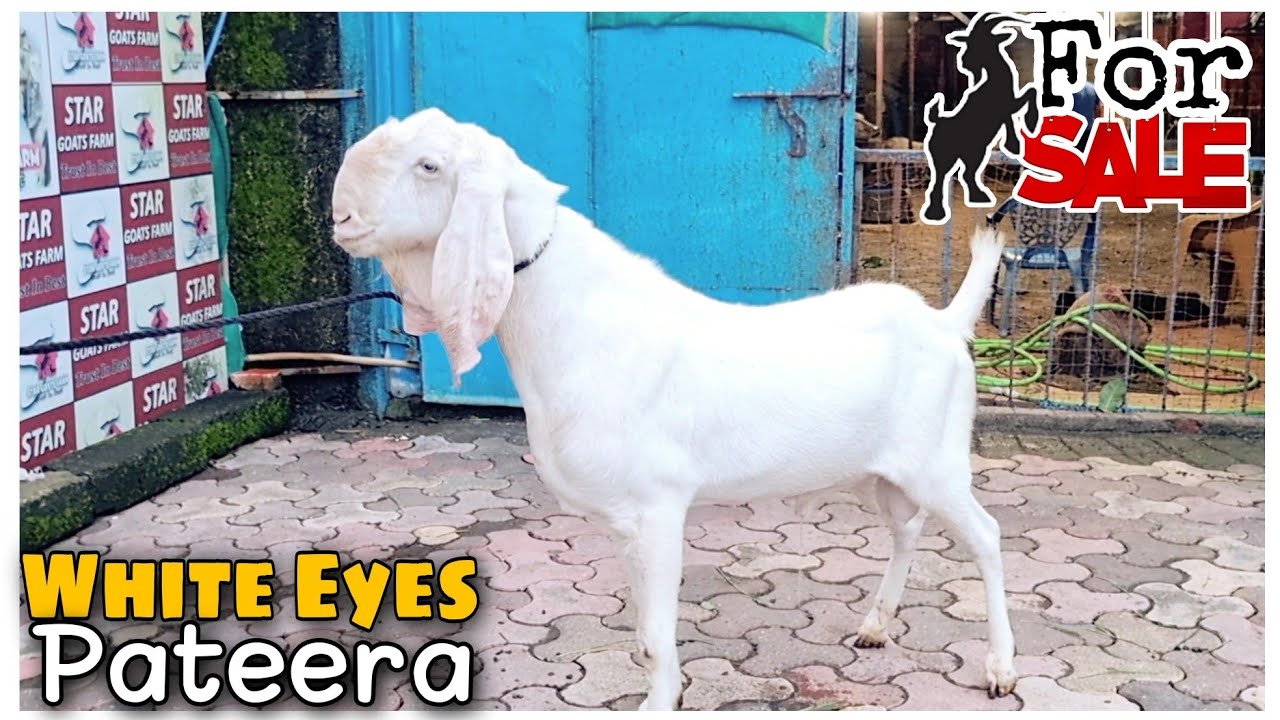 Hypet Goat white Eyes at STAR GOATS FARM Asif STD - YouTube