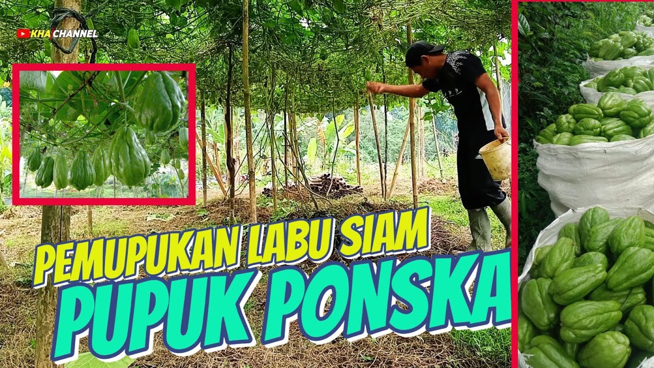 Cara Pemupukan Labu Siam, Menggunakan Pupuk Ponska - YouTube