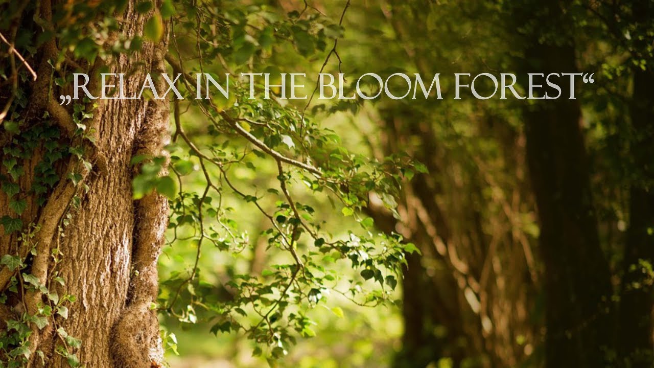 Relax in Bloom Forest – 3 hours of moving visuals for calm, focus, work ...