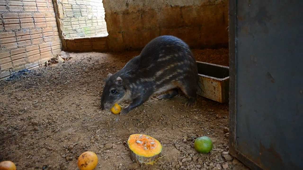 Criação de PACAS.! - YouTube