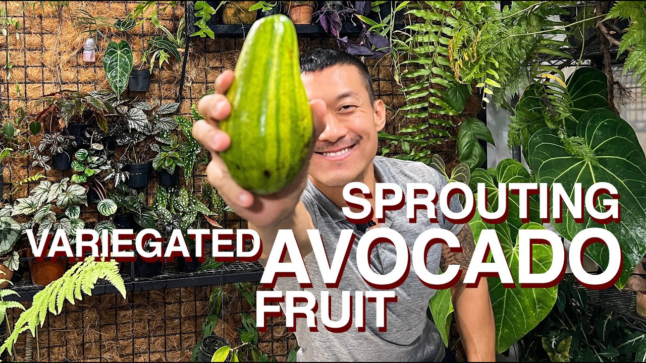 Sprouting VARIEGATED Avocado Seed in Water WITH UPDATES + My Ultimate ...