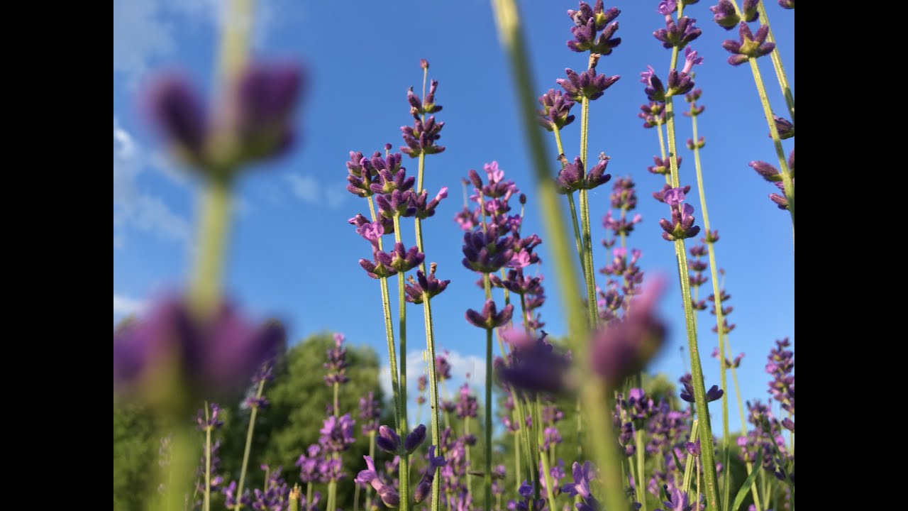 Lavender singing music meditation - YouTube
