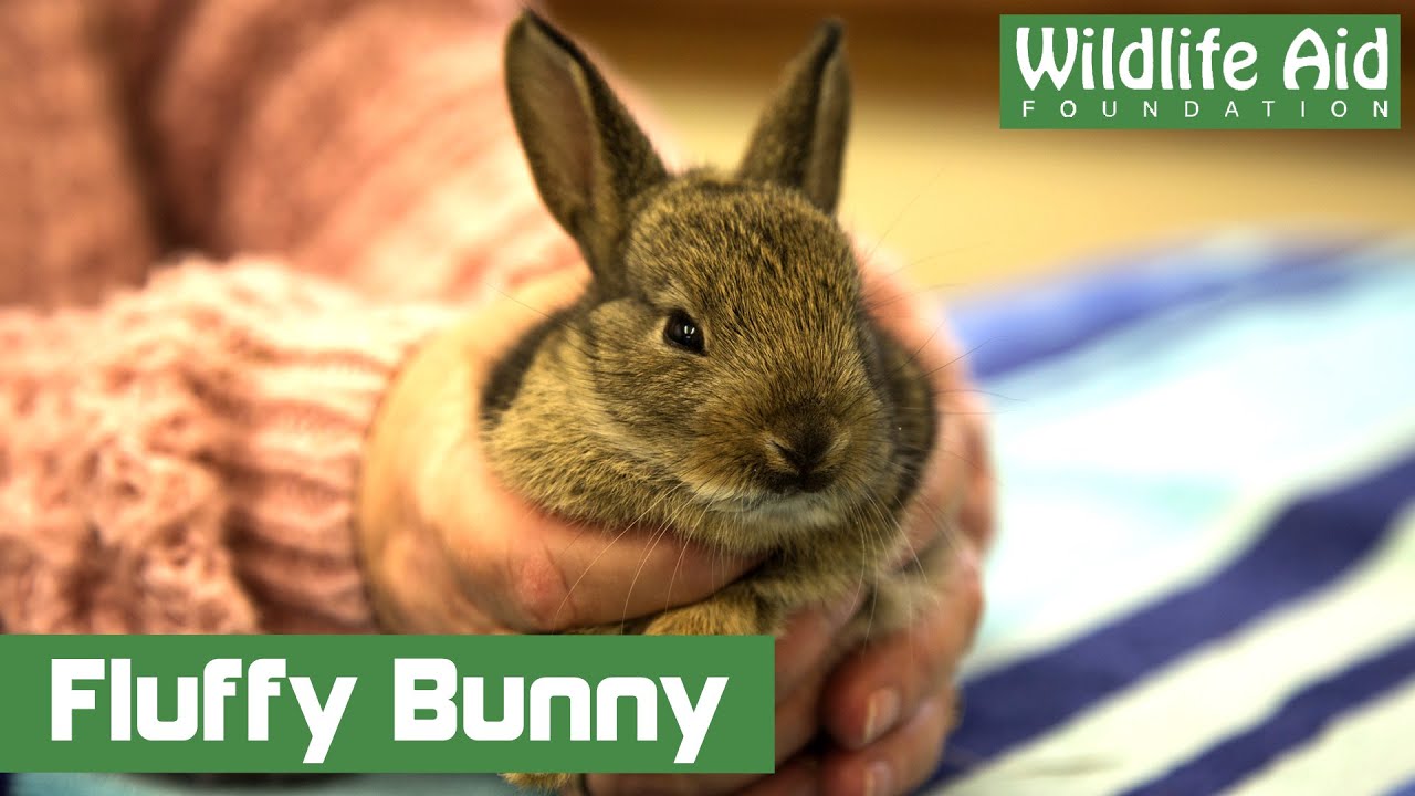 Fluffy baby rabbit goes to hospital - YouTube