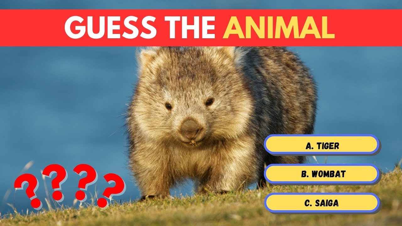 Guess the animal | Quiz Blitz | 🦒🦓🦌🦘🦥🦦🦝🐢🐍 - YouTube