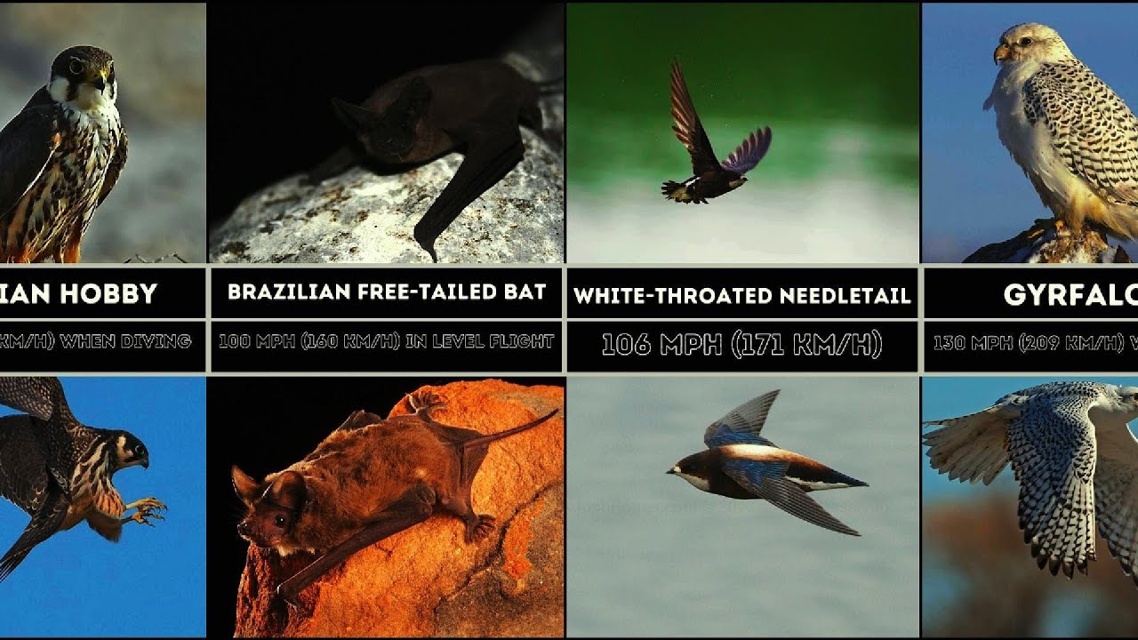 ANIMAL SPEED COMPARISON | TOP 20 FASTEST ANIMALS IN THE ANIMAL KINGDOM ...