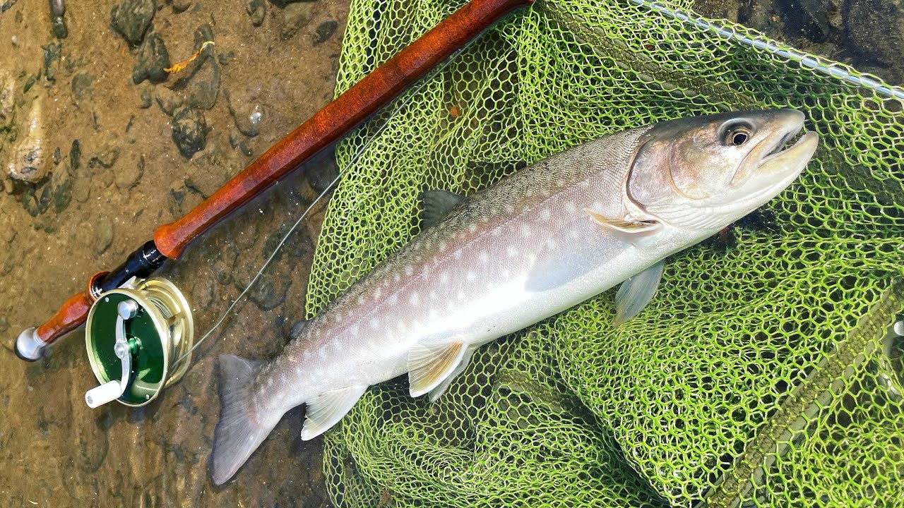 [4K] Teshio river Hokkaido 天塩川 アメマス / slow fishing - YouTube