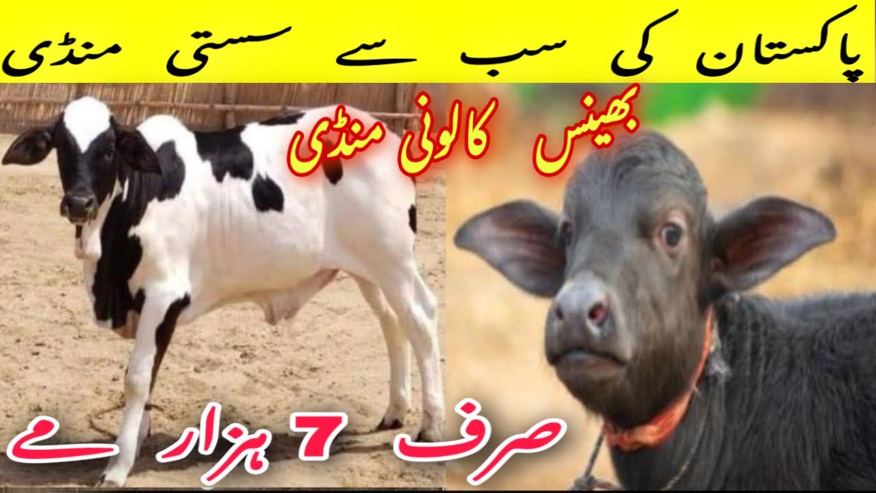 Sirf 7 hazar me cow ka bacha 2023 ka liye😍 | cheapest cattle market ...