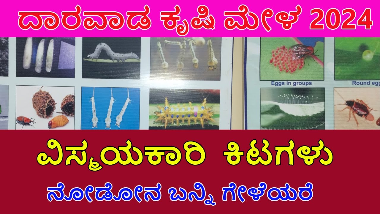 ಧಾರವಾಡ ಕೃಷಿ ಮೇಳ 2024 | ವಿಸ್ಮಯಕಾರಿ ಕೀಟಗಳು | Dharawad Krushi Mela 2024 ...