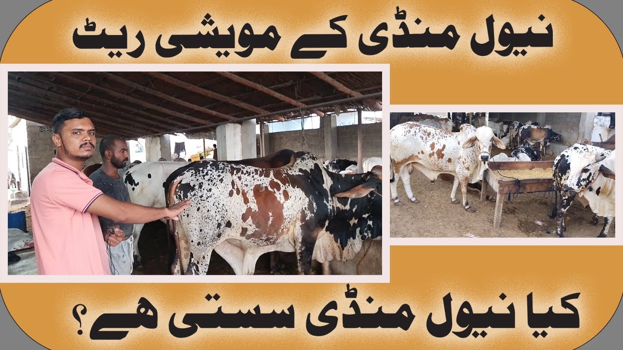 Naval Mandi Karachi Latest Update 2023 | Naval Cow Mandi Tour 2023 ...